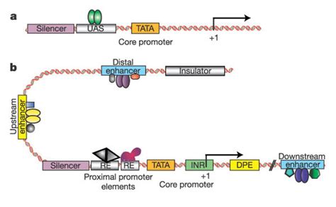 Comparison Of A Simple Eukaryotic Promoter And An Extensively