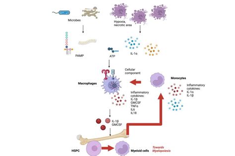 Tsunghan Hsieh On Linkedin Inflammation Trainedimmunity Il