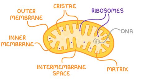 Mitochondrion Structure Revision Notes A Level Biology Aqa Cognito