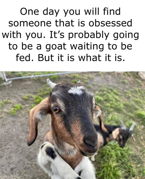 Best 13 89 Funny Goat Puns And Jokes That Will Not Make You Meh Artofit