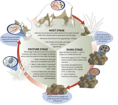 Helminths Microbiology And Parasitology