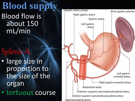 Structure And Function Of Spleen Pptx