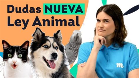 Preguntas Frecuentes Sobre Seguros Para Mascotas Resueltas