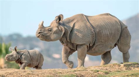 The Indian Rhinoceros Critter Science