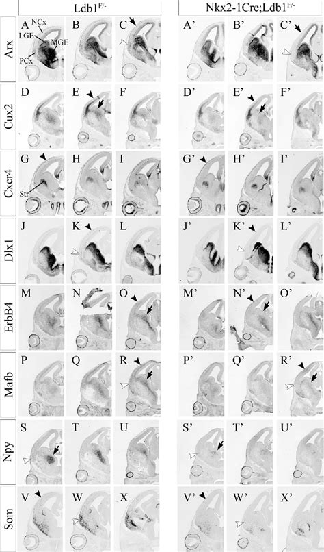 Figure 2 From Ldb1 Is Essential For Development Of Nkx2 1 Lineage