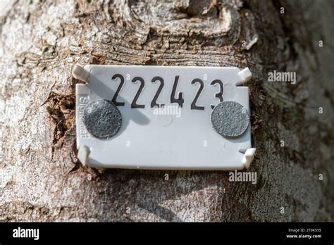 Tree Tag Identification Label With Unique Number Identifying A Particular Tree Stock Photo Alamy