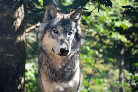 Lobos Y Lobos De Bosque