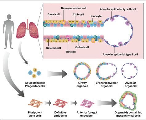 Figure 1 From Advanced Lung Organoids For Respiratory System And