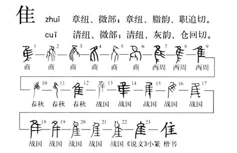 漢字探源：再論鳥和隹的區別 頭條匯