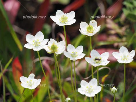 Photolibrary