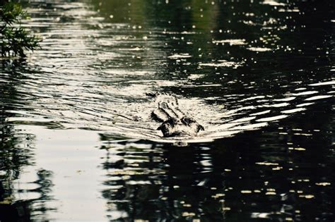 Why We Have Swamp Tours During The Day Airboat Adventures