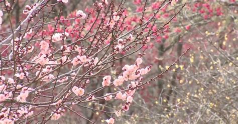 武陵農場櫻花季開跑 桃紅「山櫻花」開7成美翻 東森最即時最快速新聞