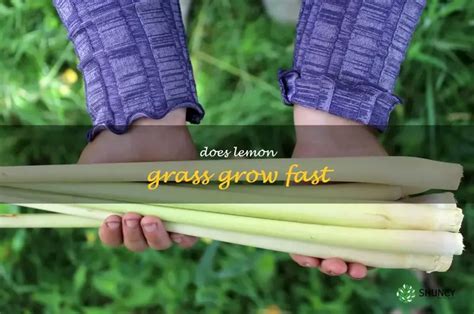 Quick Growth Or Slow Progress Exploring The Growth Rate Of Lemon Grass Shuncy