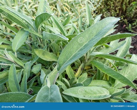 Pink Flowered Sage Salvia Officinalis Variety Rosea Growing In The