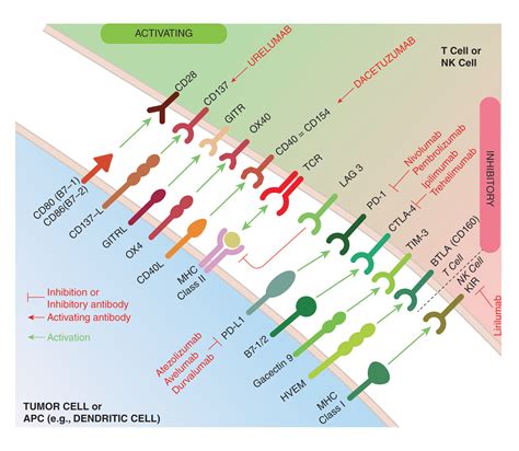 Goodman and Gilman's The Pharmacological Basis of Therapeutics, 13th ...