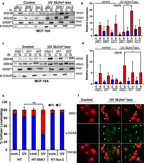 S6k1 Phosphorylates Cdk1 And Msh6 To Regulate Dna Repair Elife