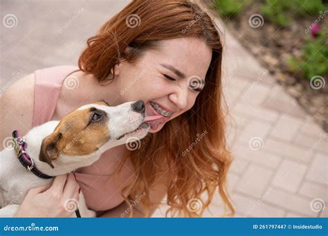 Dog Jack Russell Terrier Licks The Owner In The Face Outdoors Stock