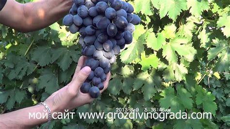 виноград сорт Фуршетный - YouTube