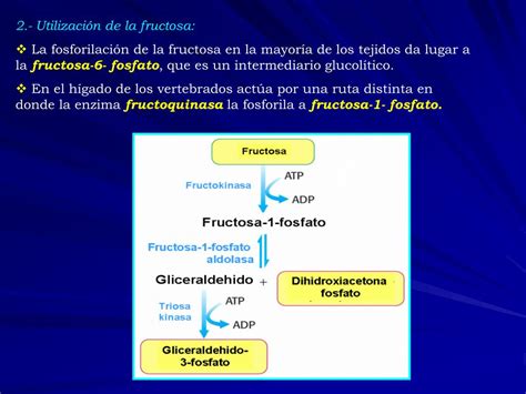 PPT DESTINOS METABÓLICOS DEL PIRUVATO GLUCONEOGÉNESIS PowerPoint Presentation ID