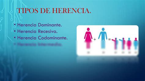SOLUTION Tipos De Herencia Studypool
