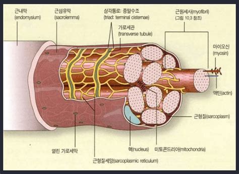 근육불수의근과 수의근 나이가 들수록 지켜야 할 신체 조직