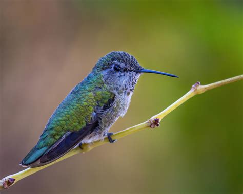 Anna Hummingbird By Byron Neslen Photography