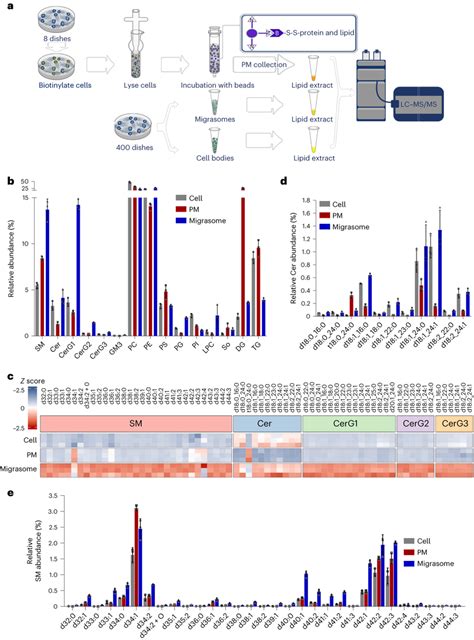 Lipidomic Analysis Of Migrasomes And Plasma Membranes A Schematic Of