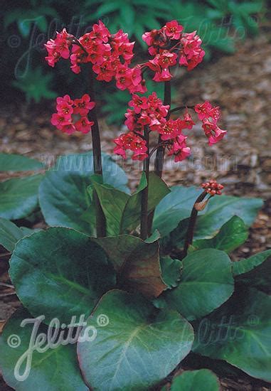 Bergenia Cordifolia Winter Glow Bergenia Cordifolia Winterglut