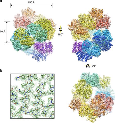 Adhe Forms A Spirosome Structure A The Cryo Em Structure Of Adhe With
