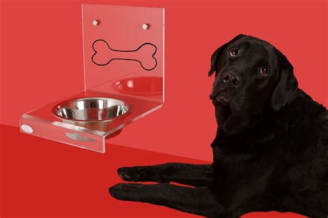 6 Dicas Para Emagrecer Um Cachorro Obeso Cuide Da Saúde Do Seu Pet