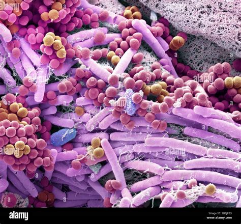 Skin Bacteria SEM Stock Photo Alamy
