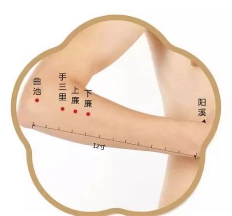 曲池的位置及功效 手三里 位置图 文秘苑图库