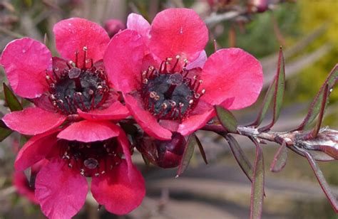 Flowerplant