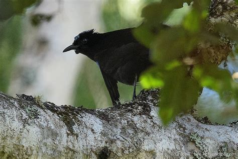 Greater Lophorina Lophorina Superba Avian Discovery