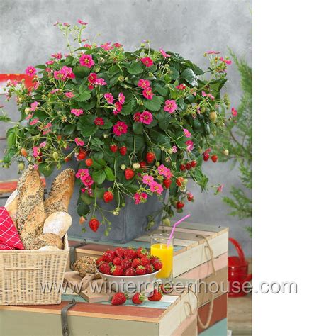 Winter Greenhouse Strawberry Toscana 699