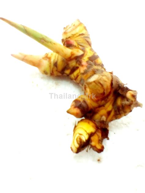 Alpinia Galanga Zingiberaceae 1 Fresh Root For Growing Thailandmrk