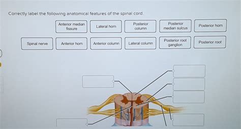 Solved Correctly Label The Following Anatomical Features Of Chegg