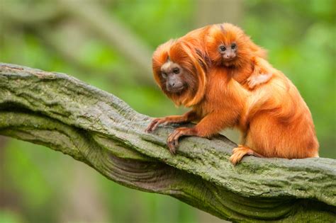 Виды обезьян: 🐒 фото с названиями и описанием