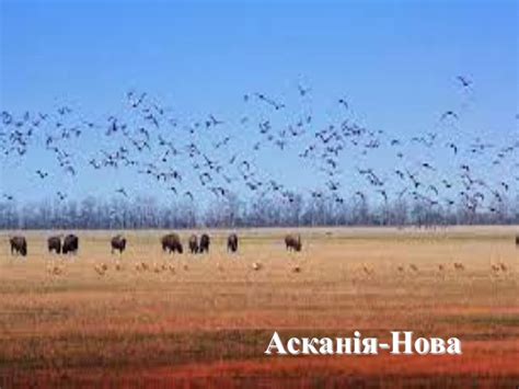 Презентація виховної години Екологічні наслідки війни 6 листопада Міжнародний день