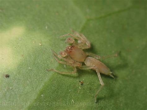 細蟹屋 Clubionidae フクログモ科