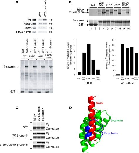 Crystal Structure Of A β Cateninbcl9tcf4 Complex Molecular Cell