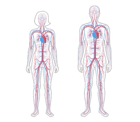 Conditions And Treaments Supreme Vascular And Interventional Clinic