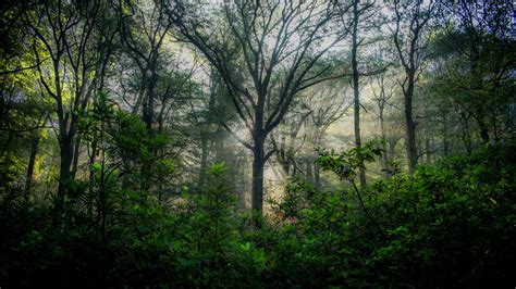 Wallpaper Trees Forest Branches Leaves Nature Hd Picture Image