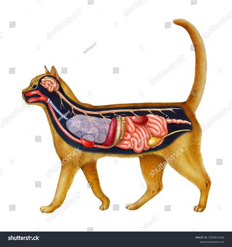 Cat Inner Anatomy Scheme On White Stock Illustration 2554511161 Shutterstock