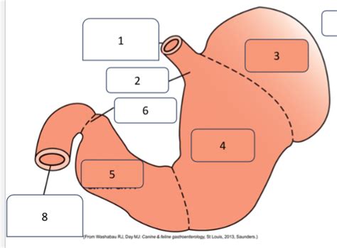 Monogastric Stomach Diagram Quizlet