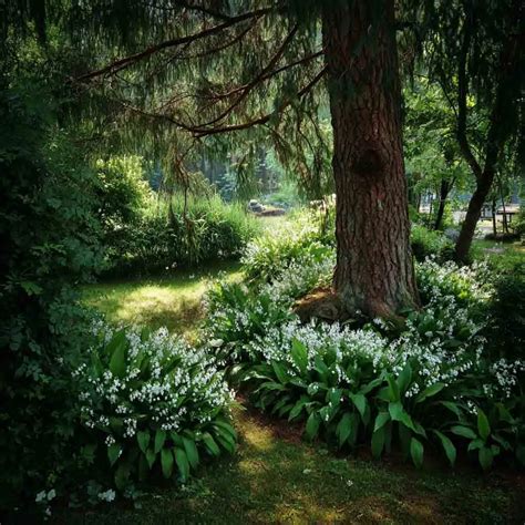 15 Stunning Flowers That Grow Under Pine Trees Perfect For Your Garden