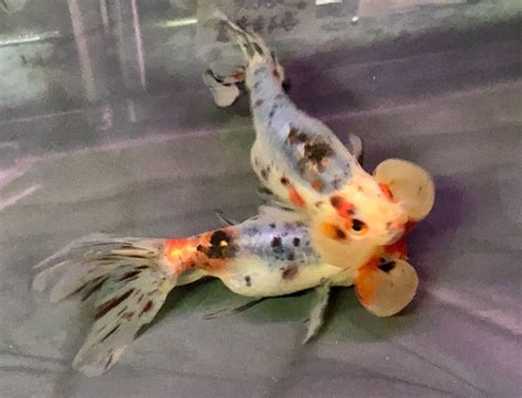 新入荷 輸入物キャリコ水泡眼 Mix出目金 Mixピンポン 国産茶金 金魚やぶろぐ By 佐々木養魚場