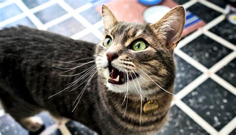6 Questions Can Say If Your Cat Has Arthritis Futurity
