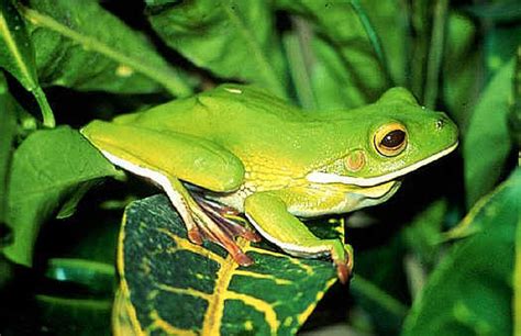 Papua New Guinea Many New Frog Species Discovered Dear Kitty Some Blog