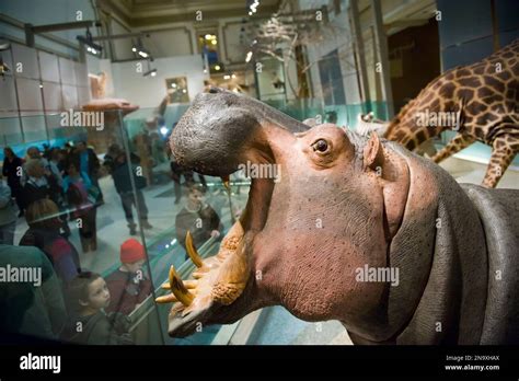 Smithsonian Museum